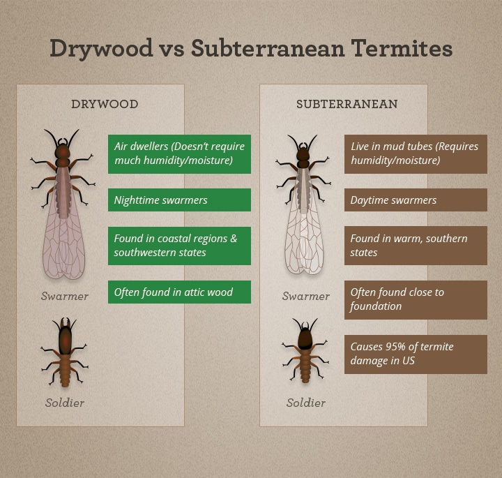 Arizona Termites: A Concern for Homeowners - AZ Property Inspections